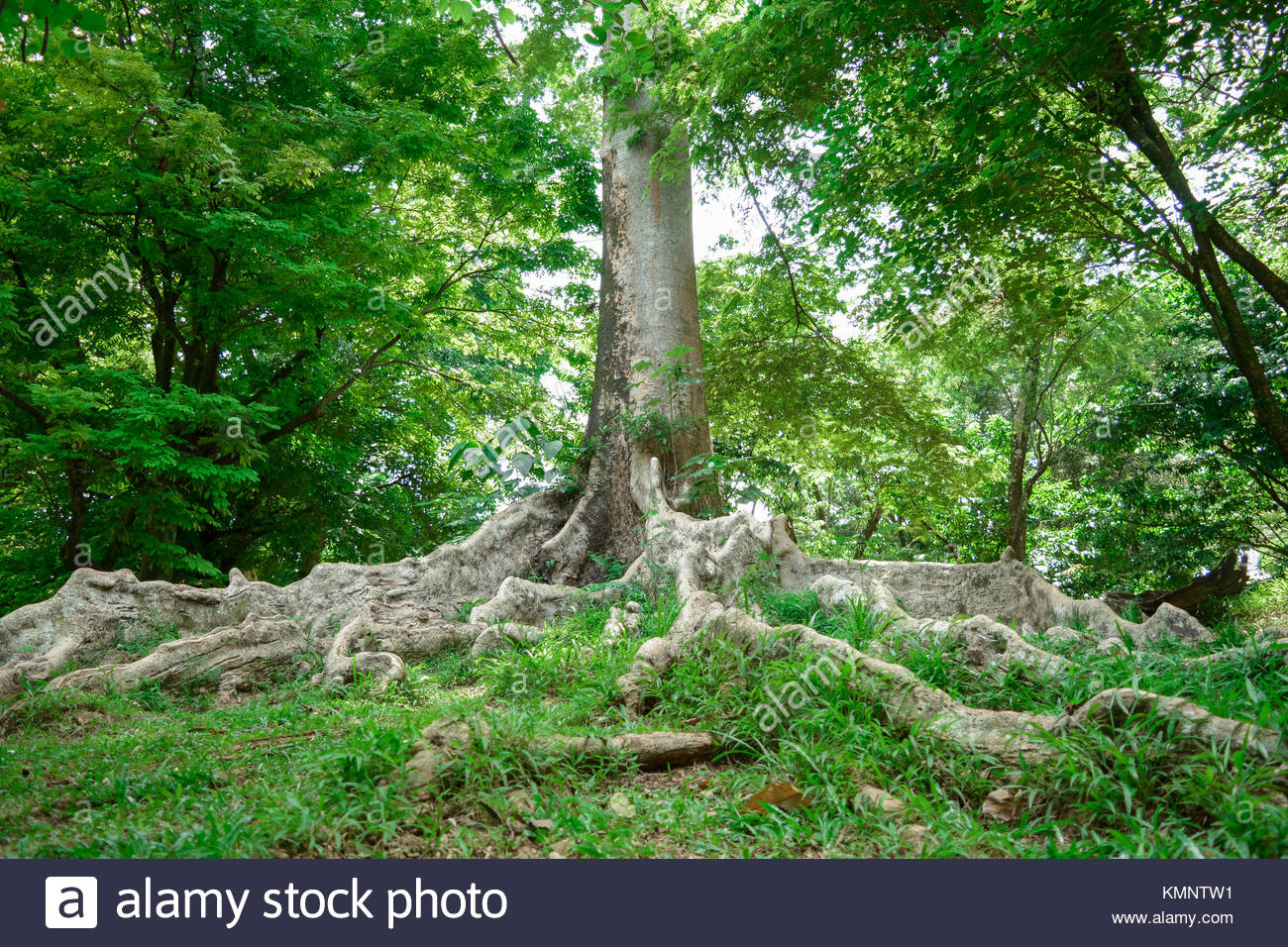 Resin Tree Stock Photos & Resin Tree Stock Images - Alamy