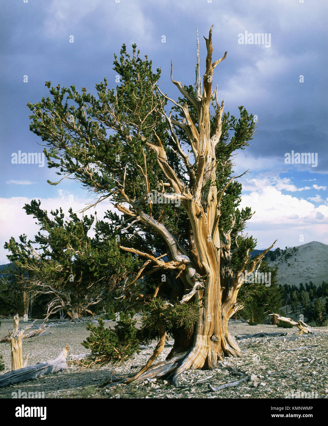 Bristlecone Pine (Pinus longaeva). Patriarch Grove, White Mountains ... Bristlecone Pine (Pinus longaeva). Patriarch Grove, White Mountains ...