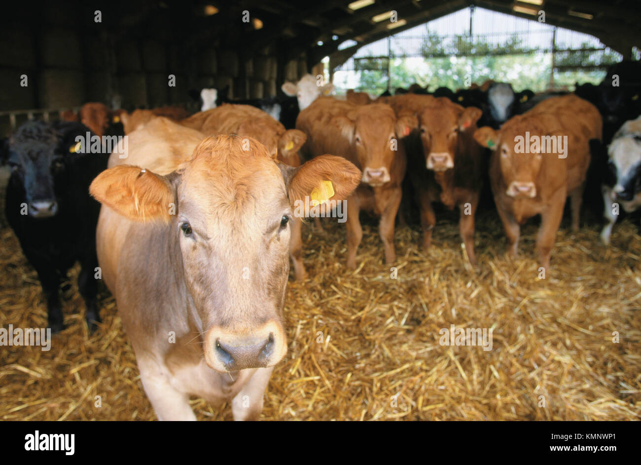 Beef calf interior hi-res stock photography and images - Alamy