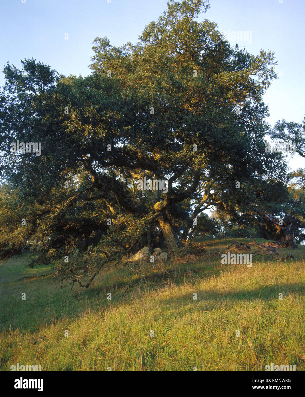 Live oak mountain hi-res stock photography and images - Alamy