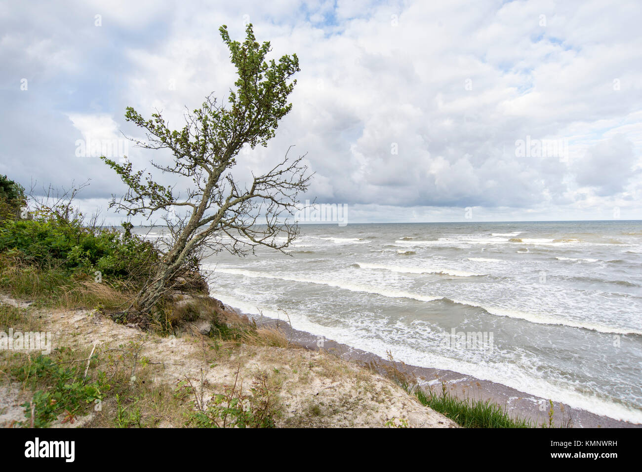 stormy sea shore landscape with dramatic sky and lonely tree Stock ...