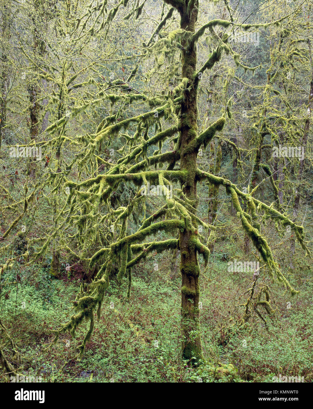 Moss covered trees in Silver Falls State Park. Marion county, Oregon ...
