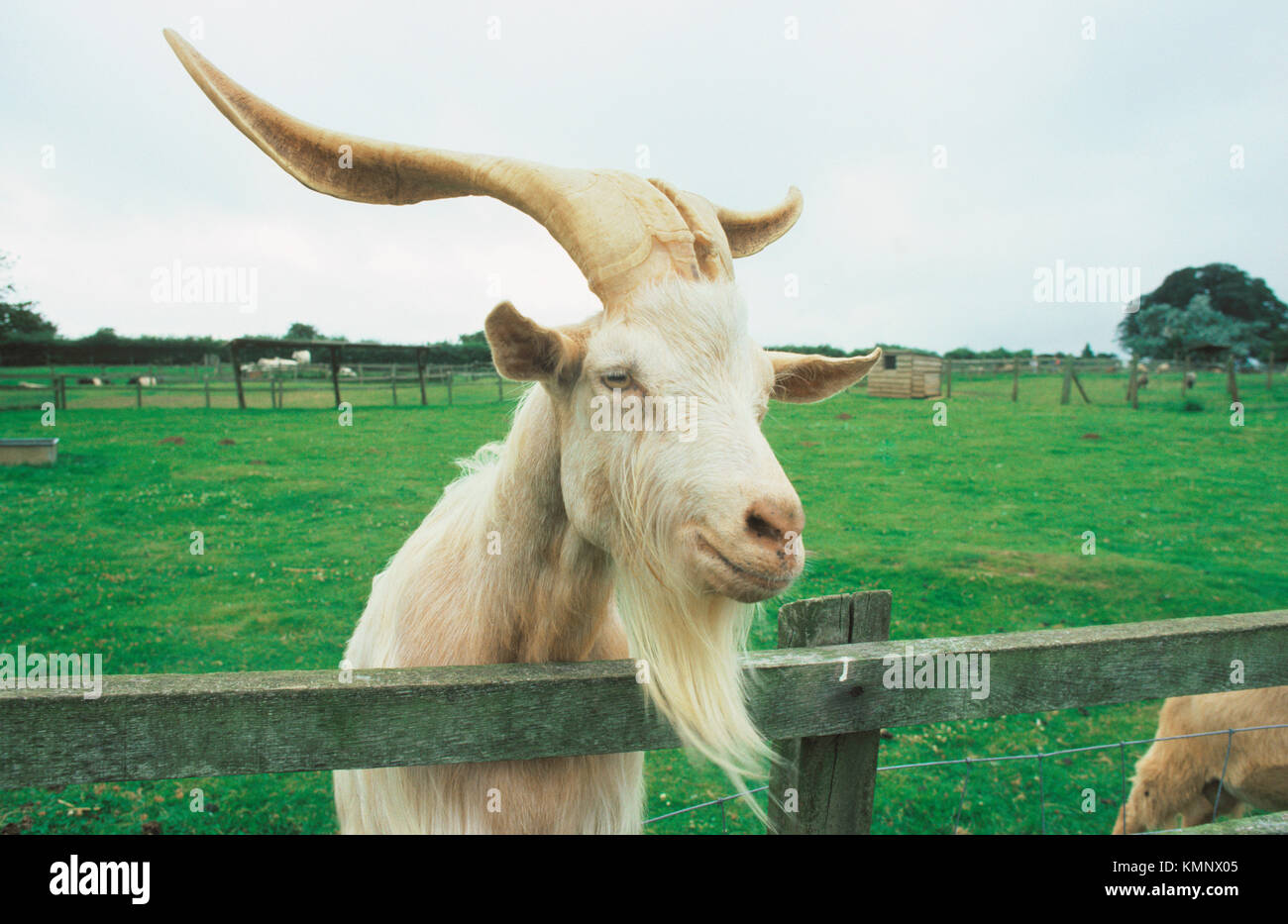 Golden guernsey sheep hi-res stock photography and images - Alamy