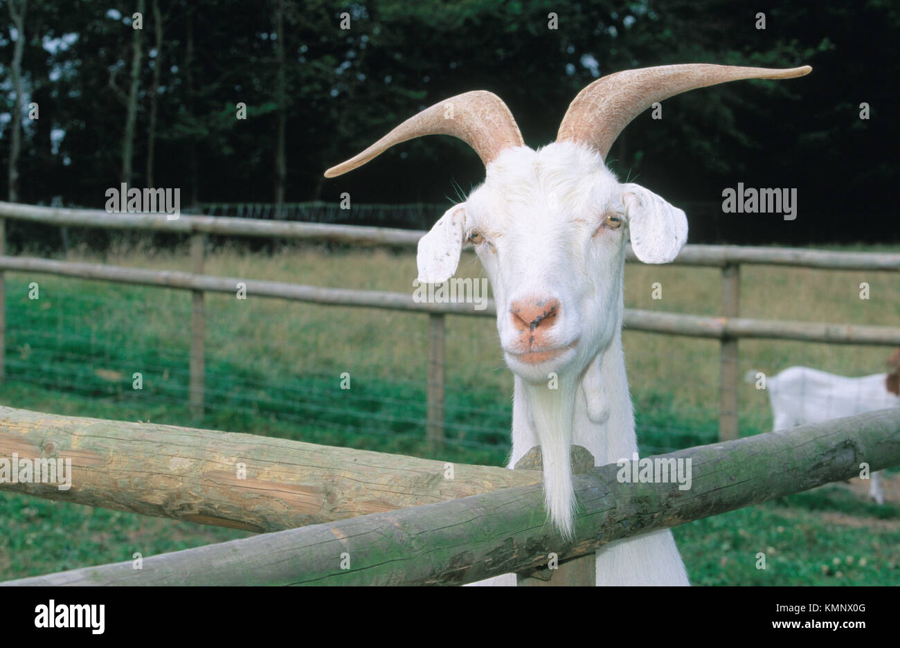 Saanen domestic goat hi-res stock photography and images - Alamy