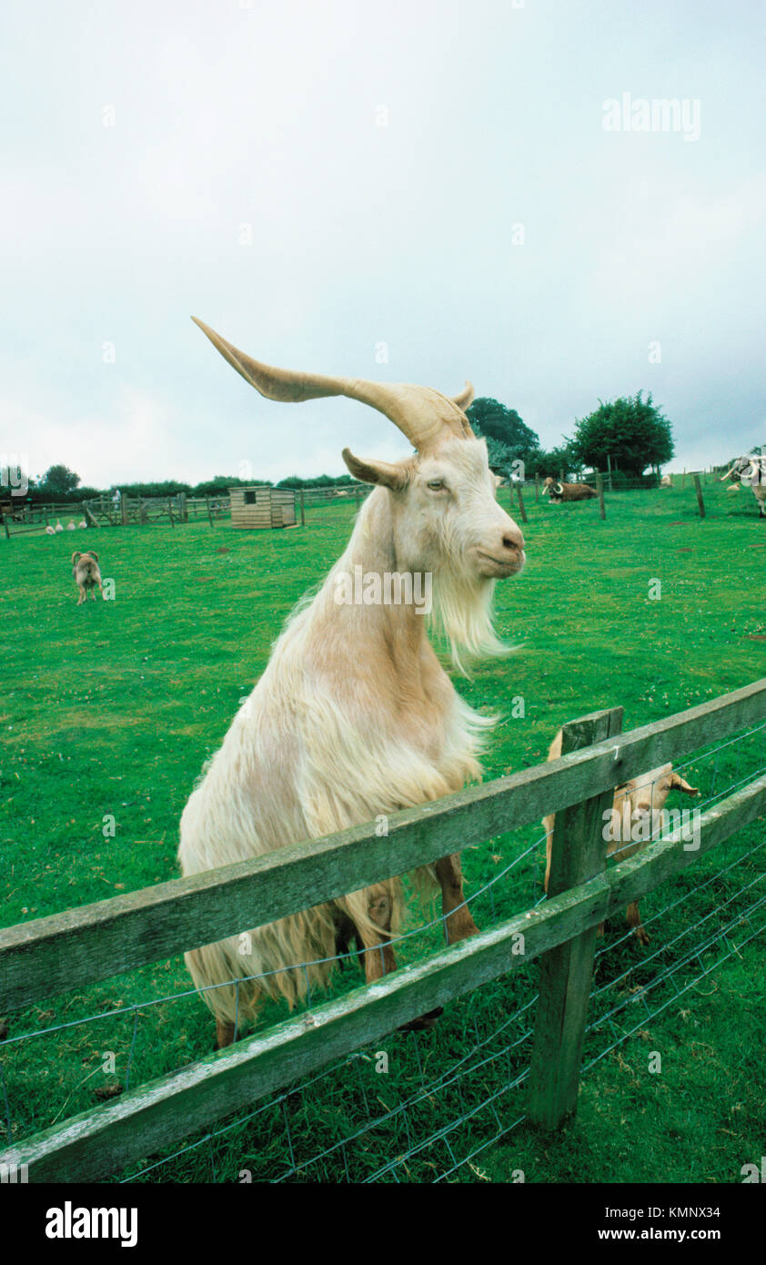 Golden guernsey sheep hi-res stock photography and images - Alamy
