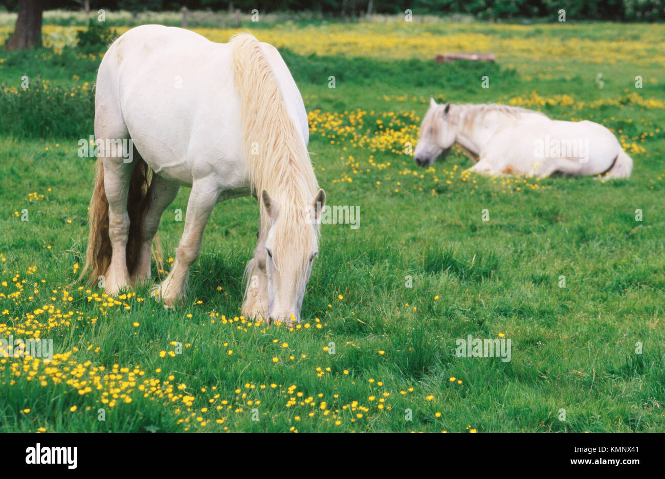 Two ponys hi-res stock photography and images - Alamy
