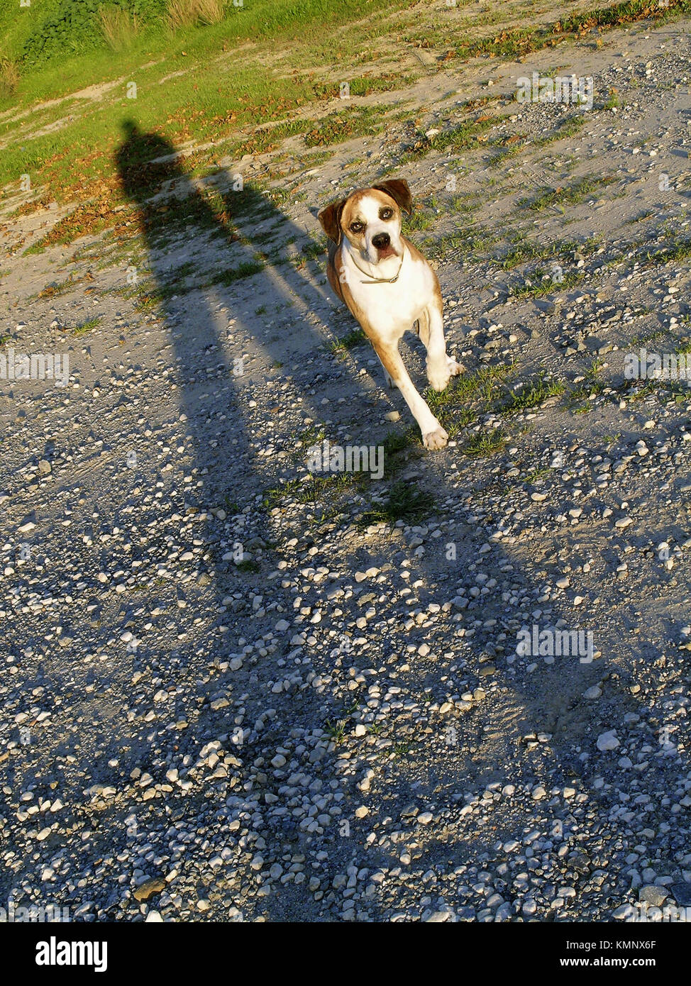 Dog running beside masters shadow Stock Photo - Alamy
