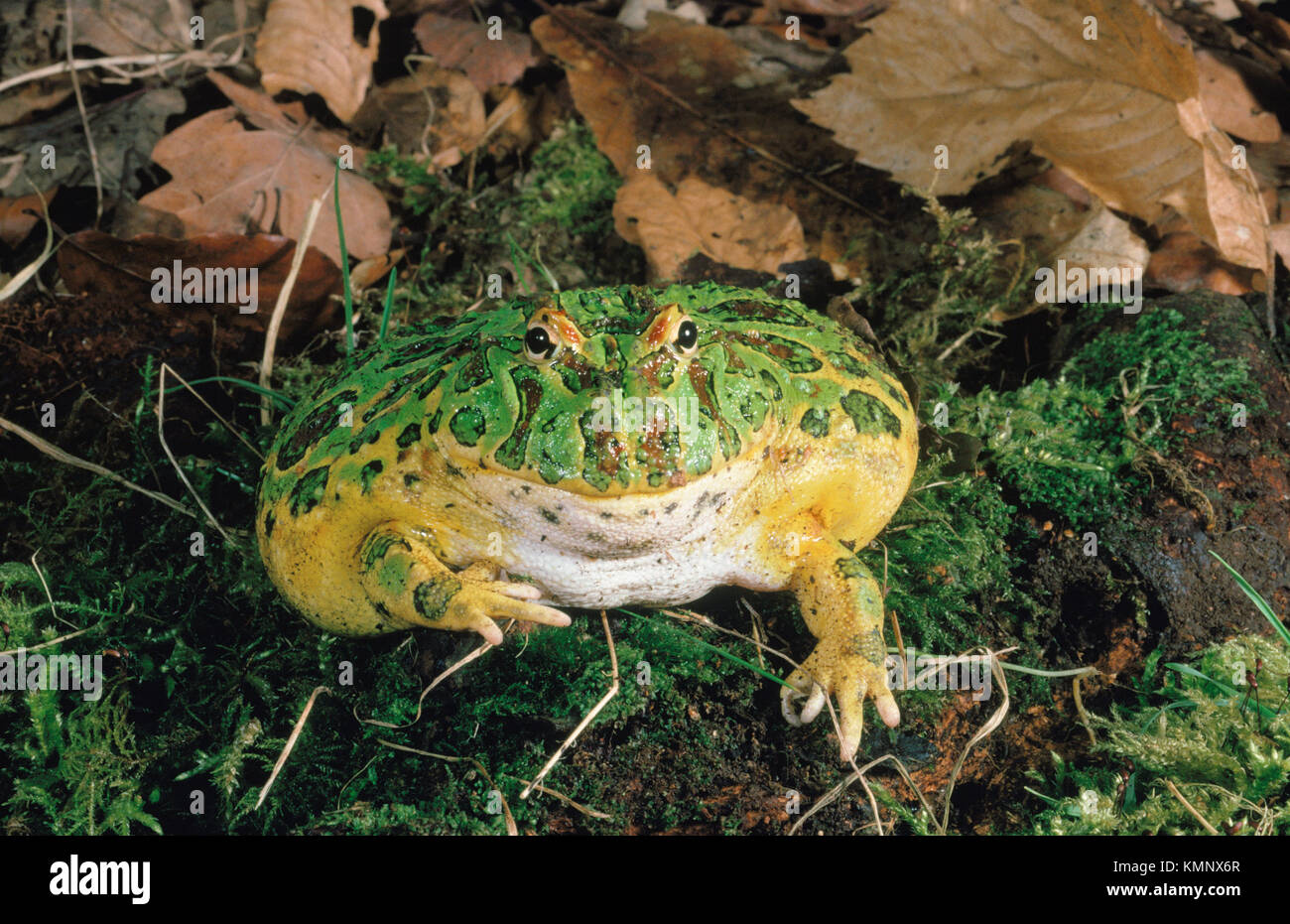 Ceratophrys sp hi-res stock photography and images - Alamy