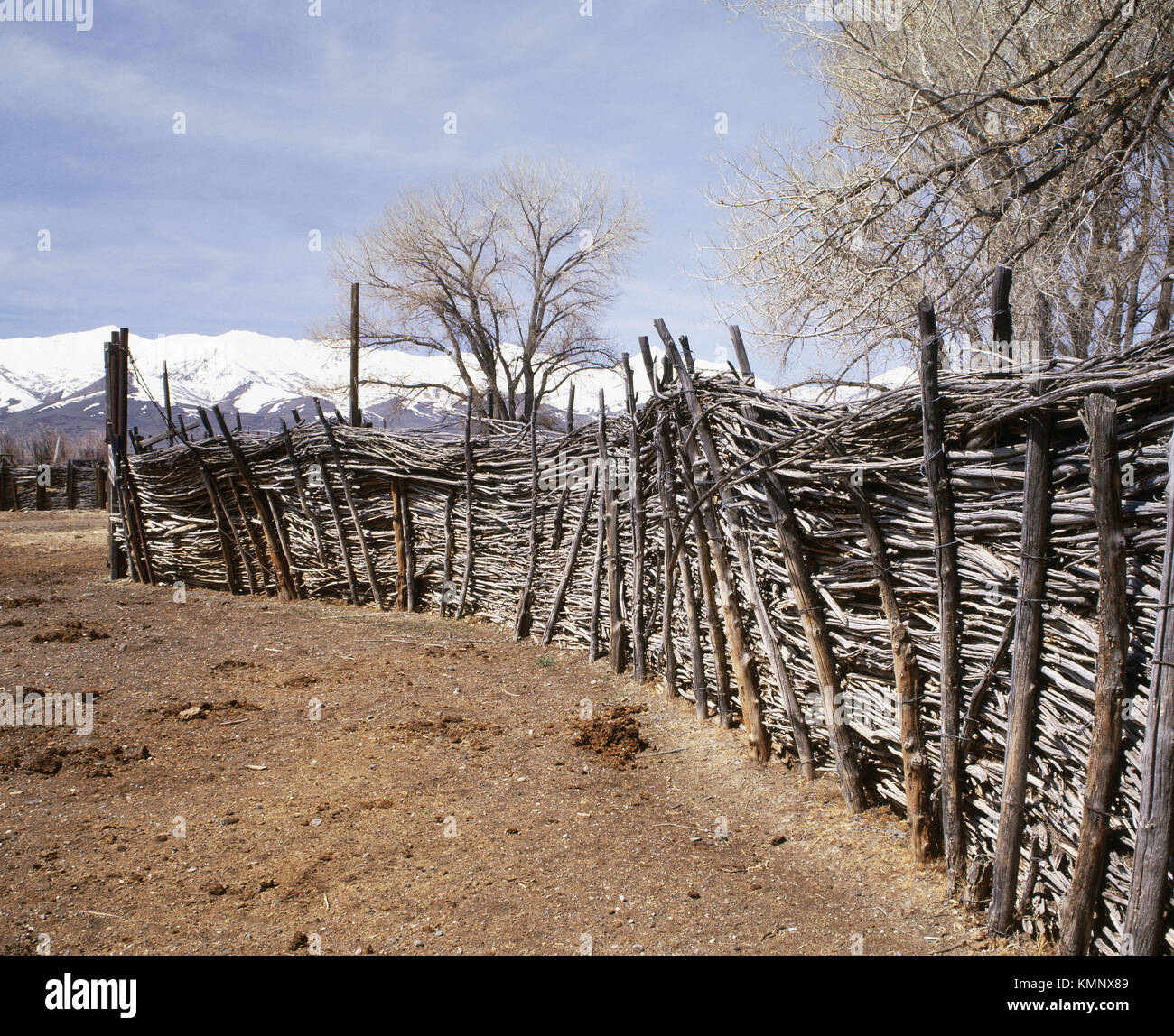 Living willow fence hi-res stock photography and images - Alamy