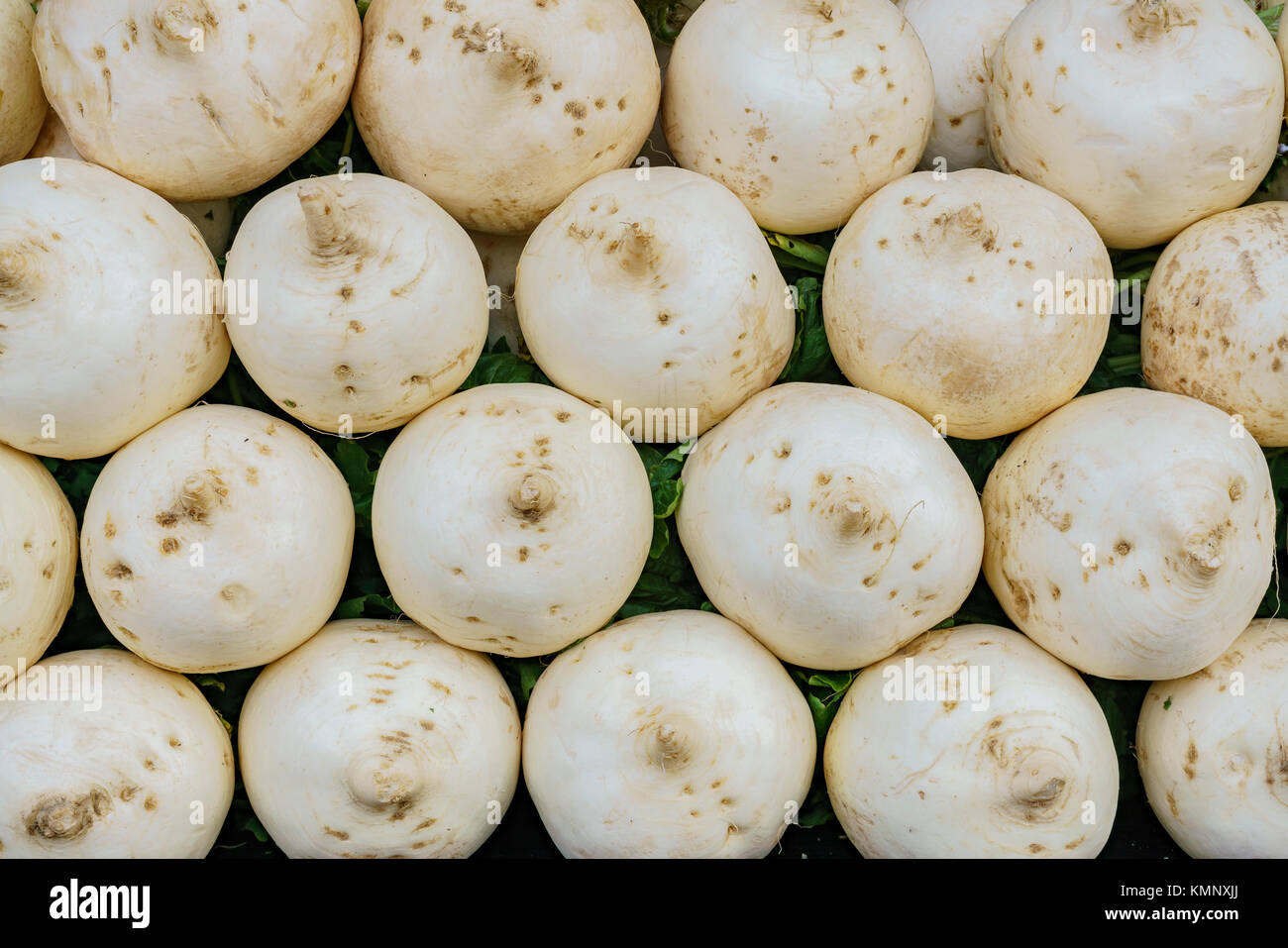 Close up of many Japanese daikon at Kyoto, Japan Stock Photo - Alamy
