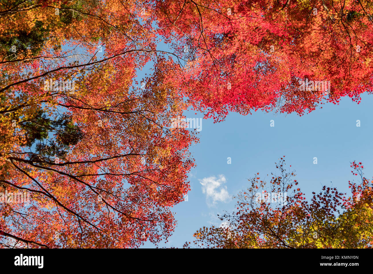 Beautiful fall color and Bishamondo at Kyoto, Japan Stock Photo - Alamy