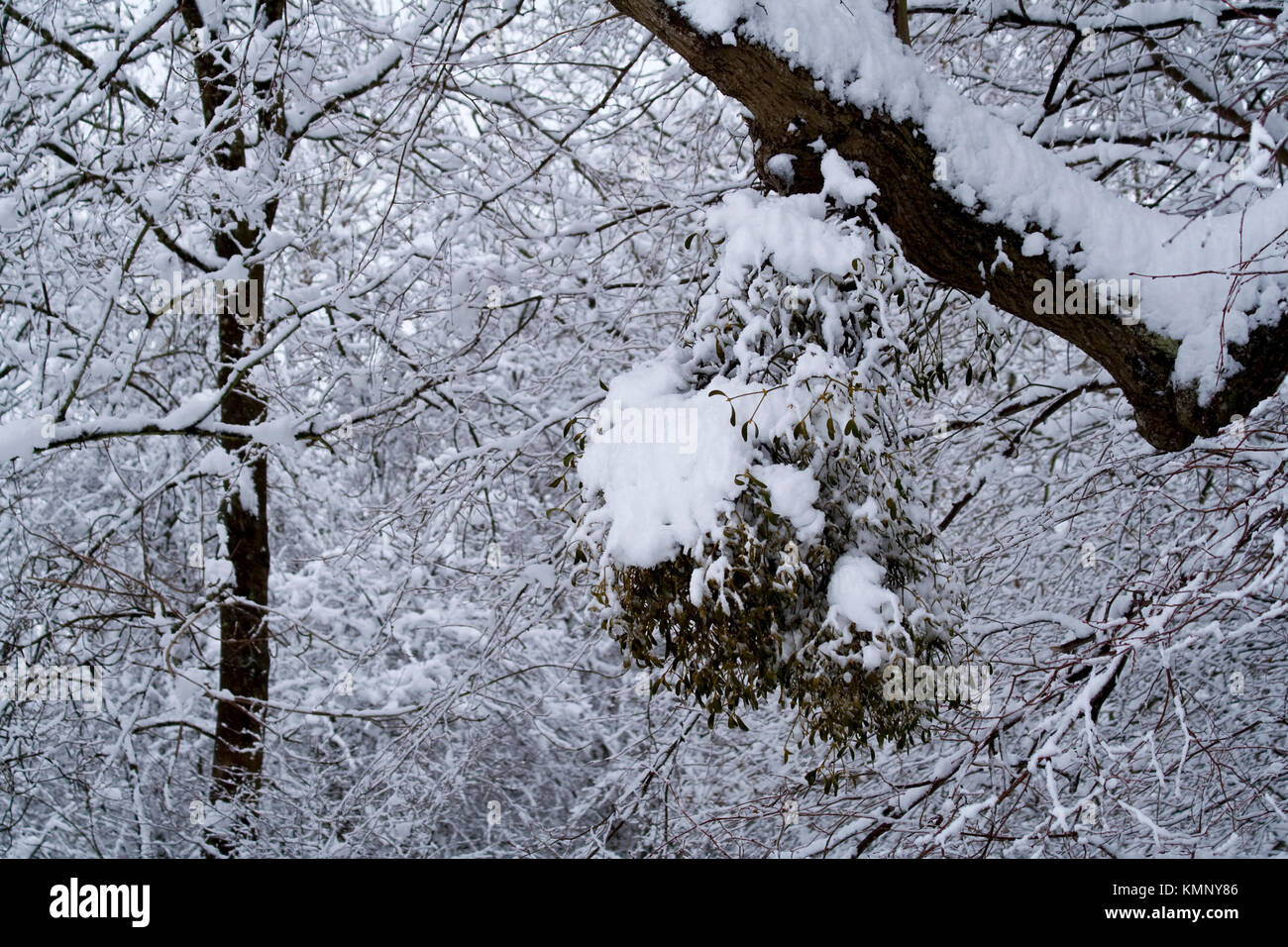 Mistle tree hi-res stock photography and images - Alamy