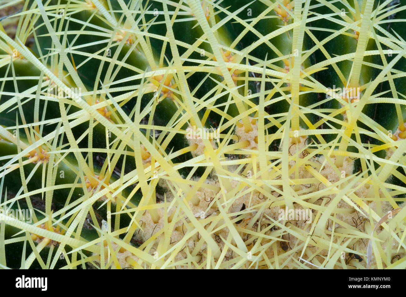 Close up of pattern formed by cactus plant spines against green flesh ...