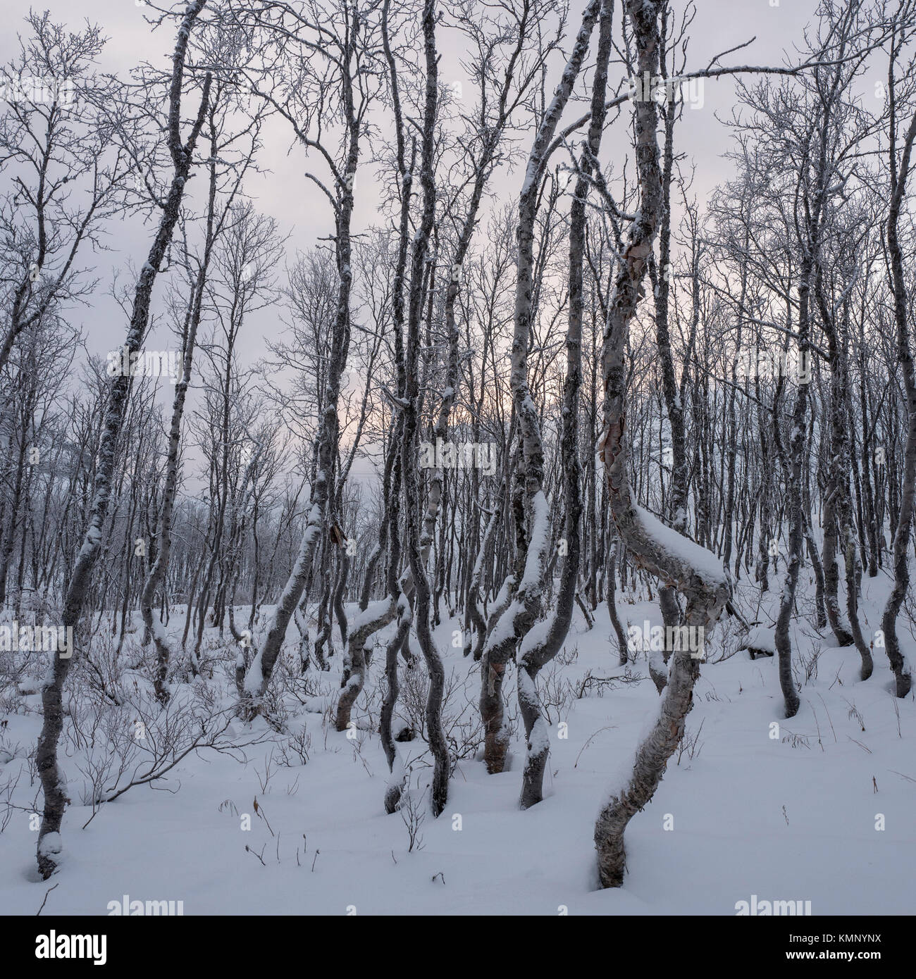 Swedish birch hi-res stock photography and images - Alamy