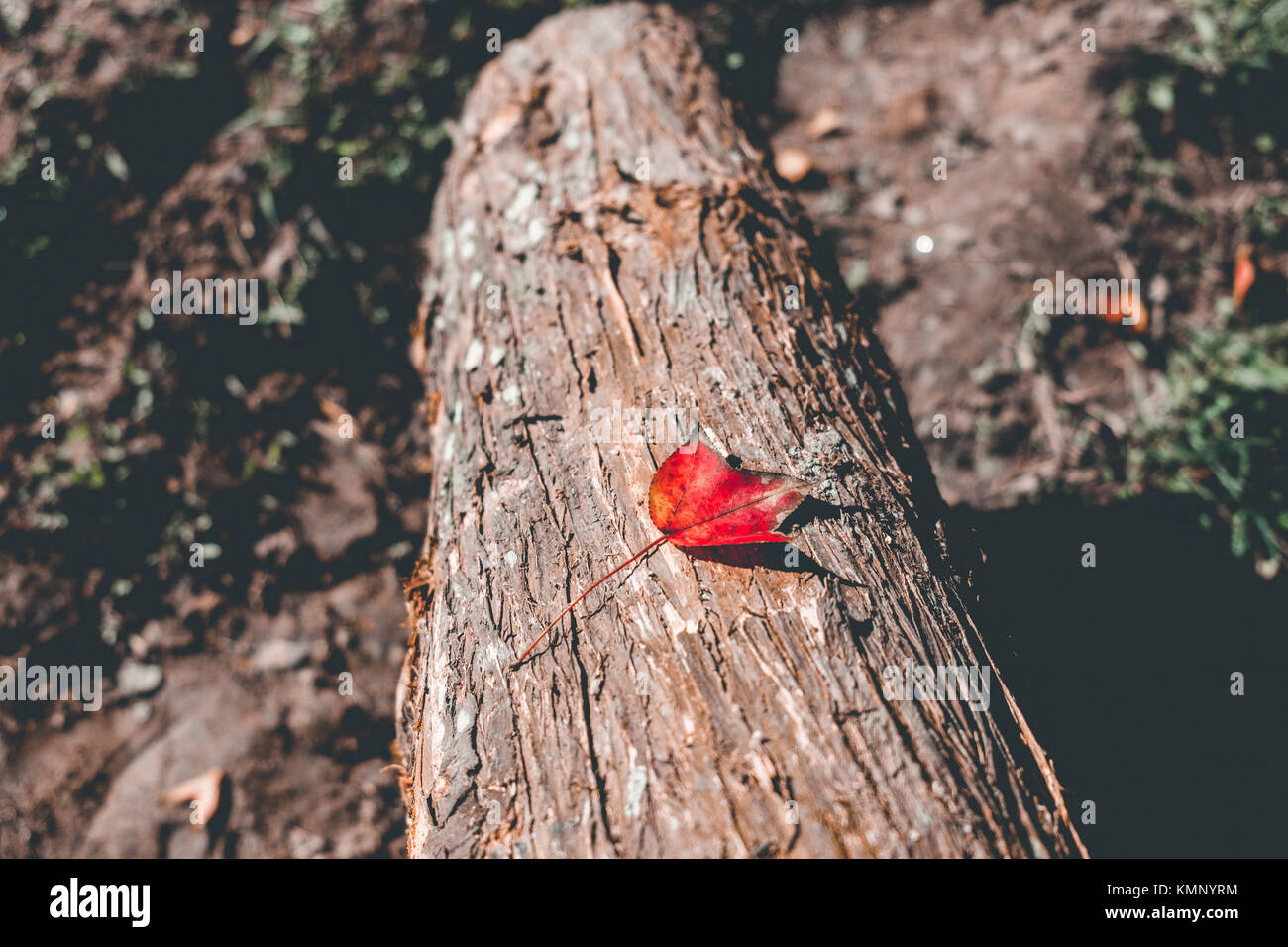 Autumn maple leaves in Thailand Stock Photo - Alamy