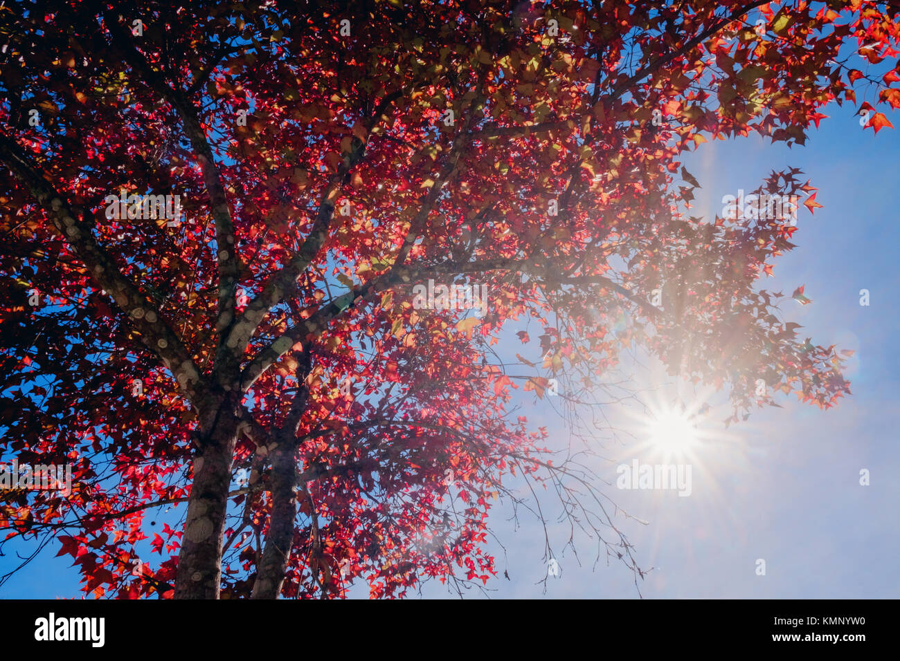 Autumn maple leaves in Thailand Stock Photo - Alamy