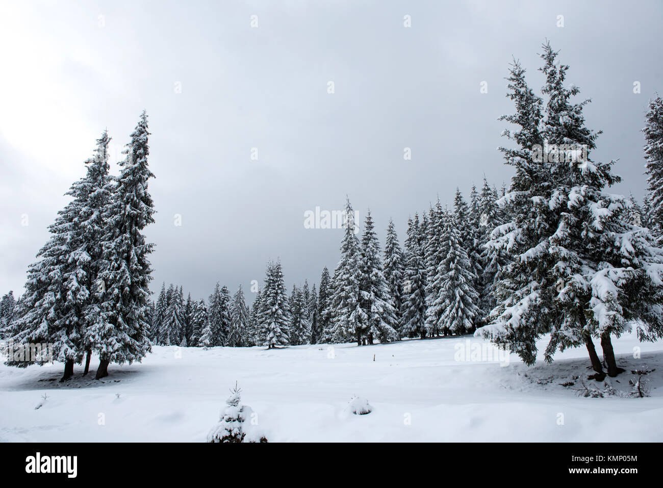 Winter fir trees in the mountains covered with fresh snow Stock Photo ...