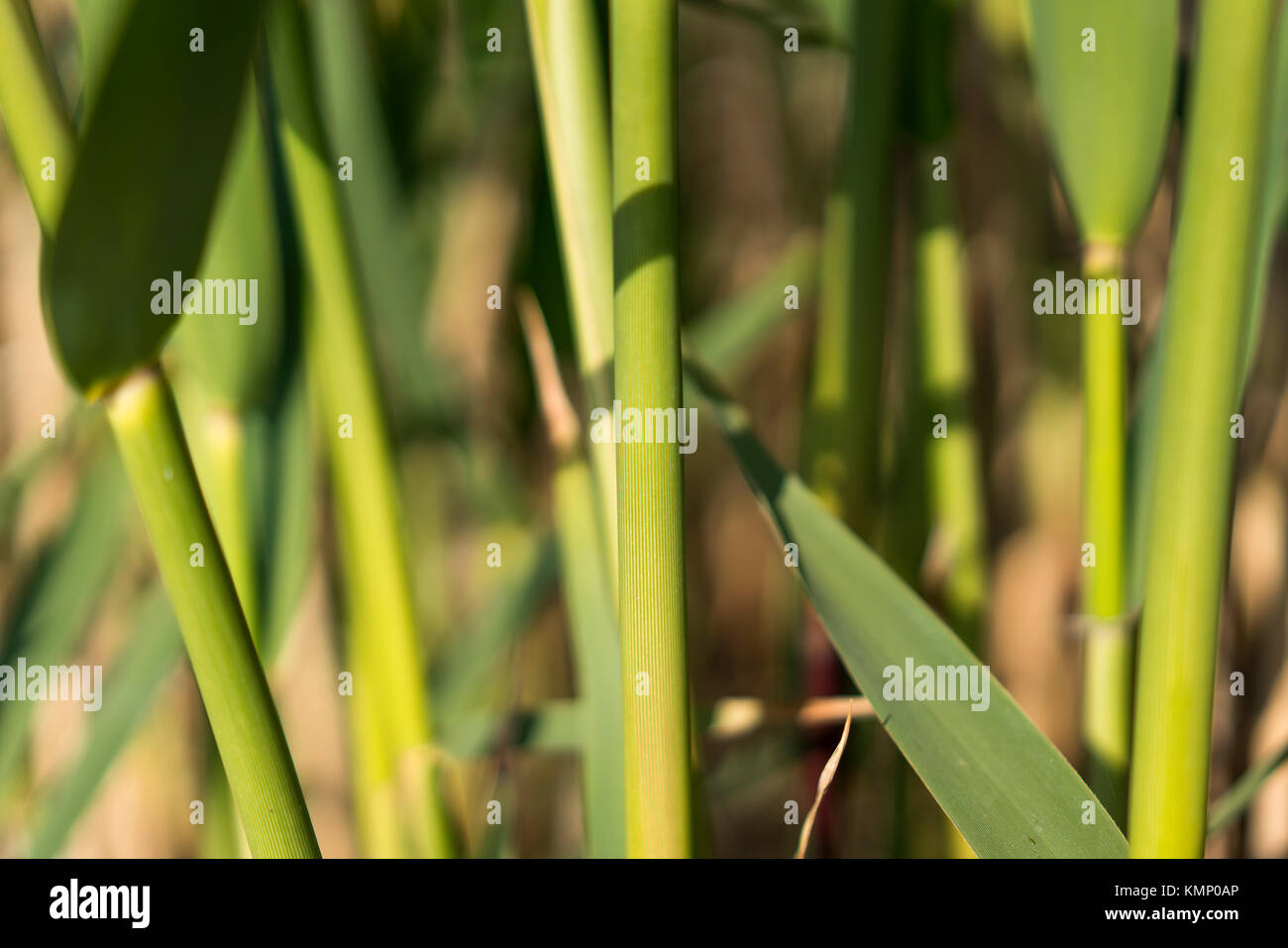 Reed close up hi-res stock photography and images - Alamy