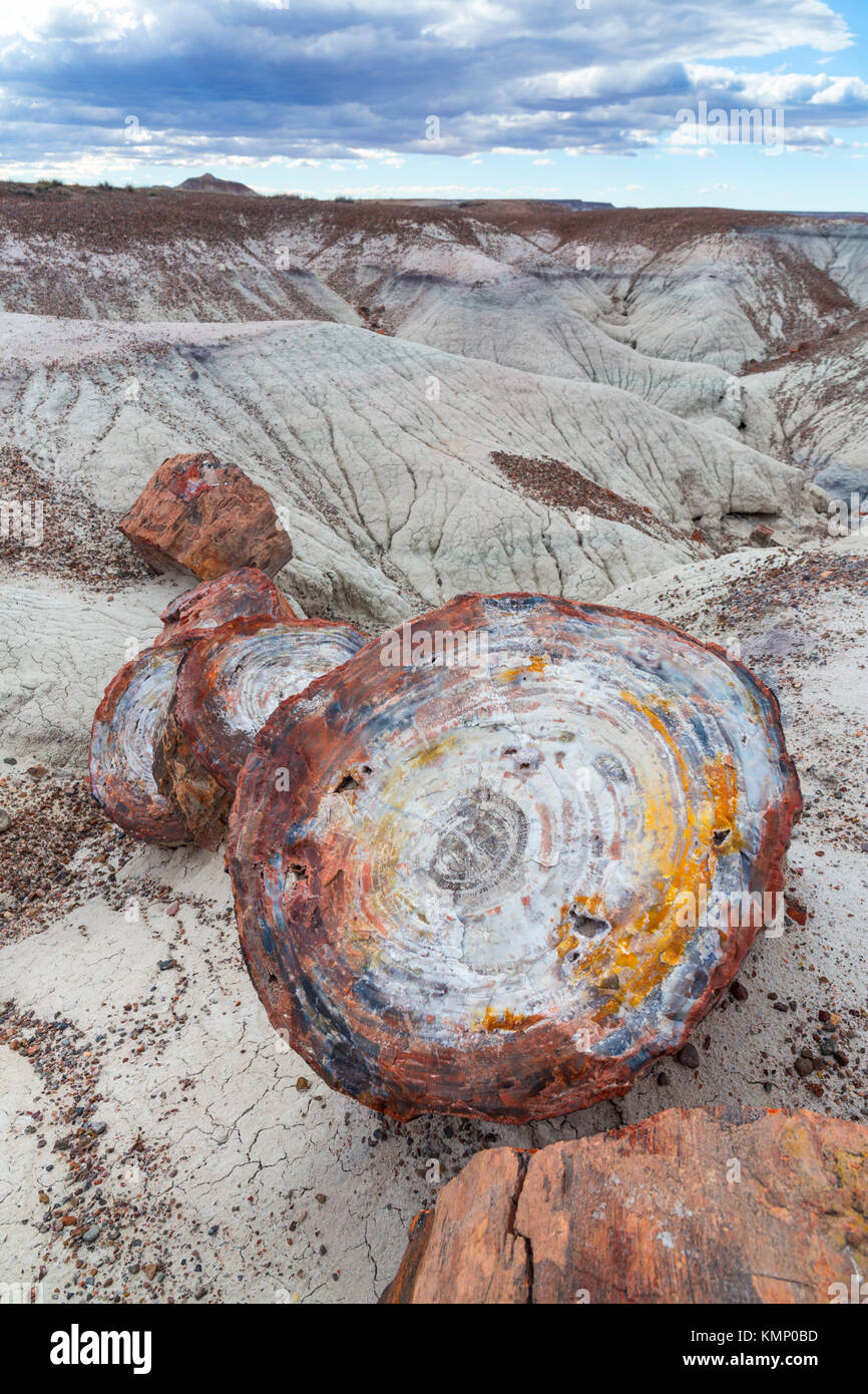 Petrified wood, Petrified Forest National Park, Arizona, USA, America ...