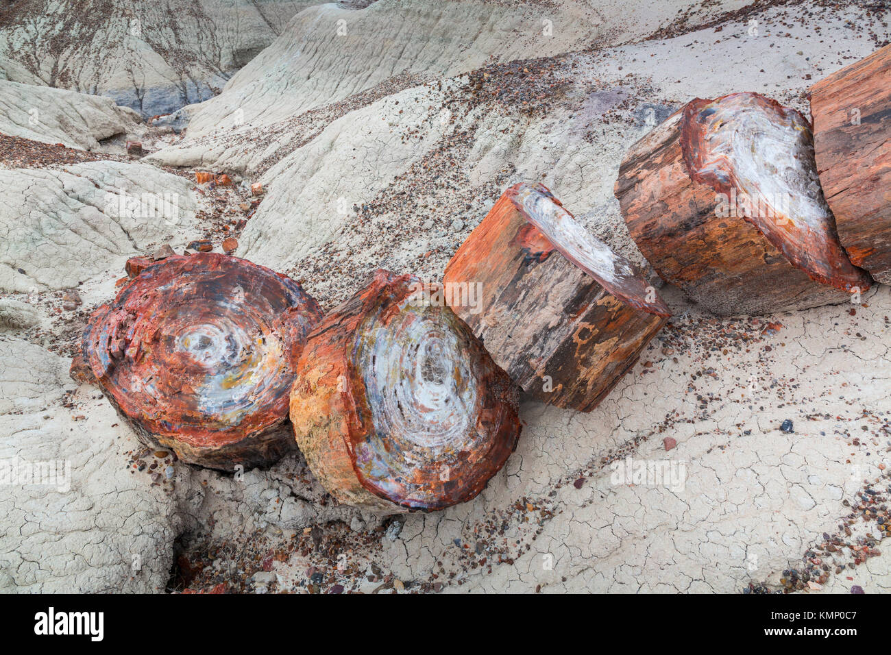 Petrified wood, Petrified Forest National Park, Arizona, USA, America ...