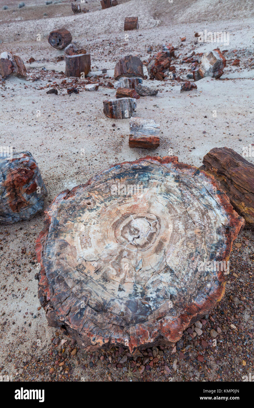 Petrified wood, Petrified Forest National Park, Arizona, USA, America ...