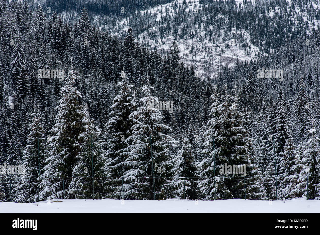 Winter fir trees in the mountains covered with fresh snow Stock Photo ...