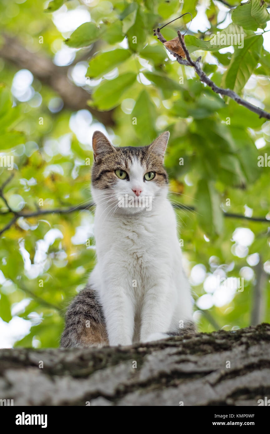Cat climbing on tree hi-res stock photography and images - Alamy