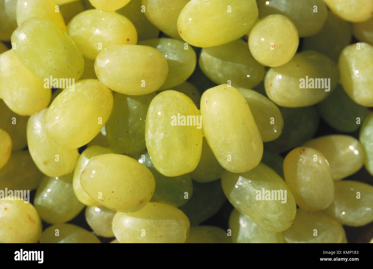 Fresh table grapes Stock Photo - Alamy