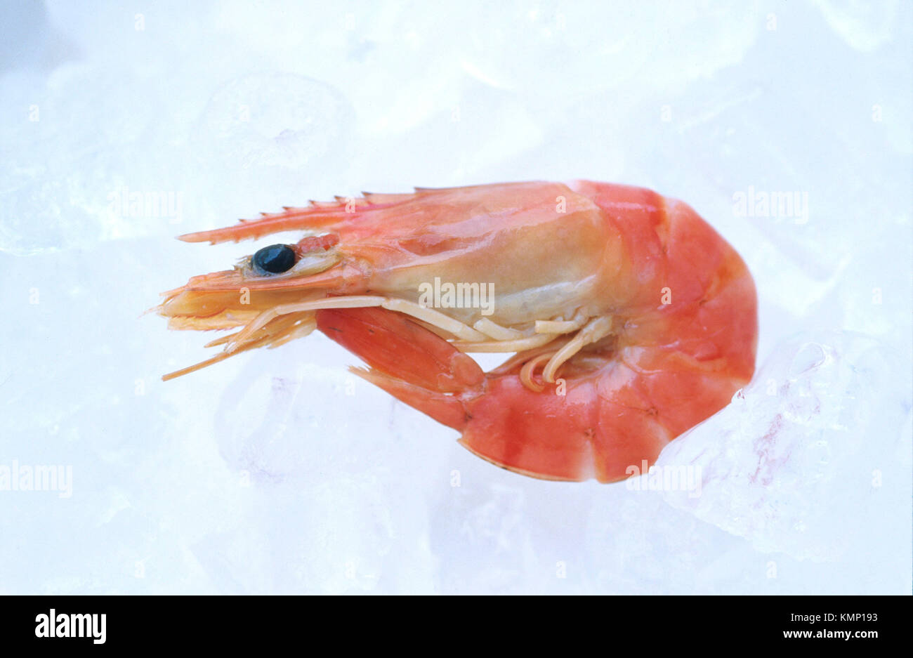 Red prawn on ice Stock Photo - Alamy