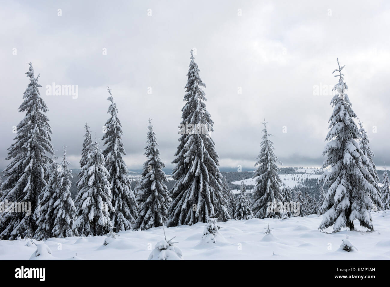 Magic winter holiday concept. Fir trees covered with snow Stock Photo ...