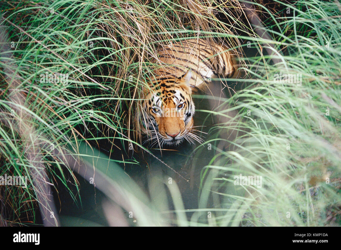 Tiger hiding grass hi-res stock photography and images - Alamy