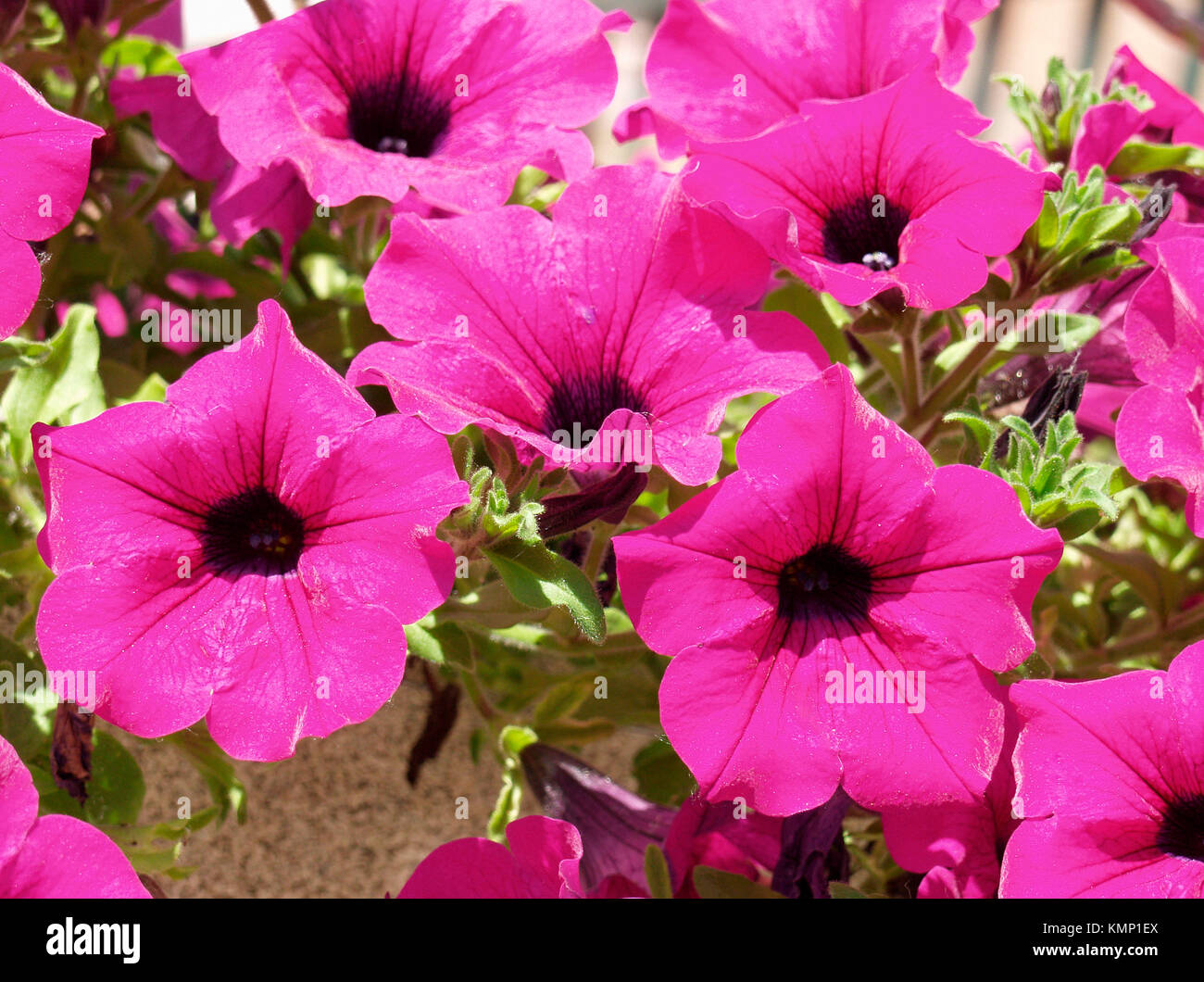 Petunia sp hi-res stock photography and images - Alamy