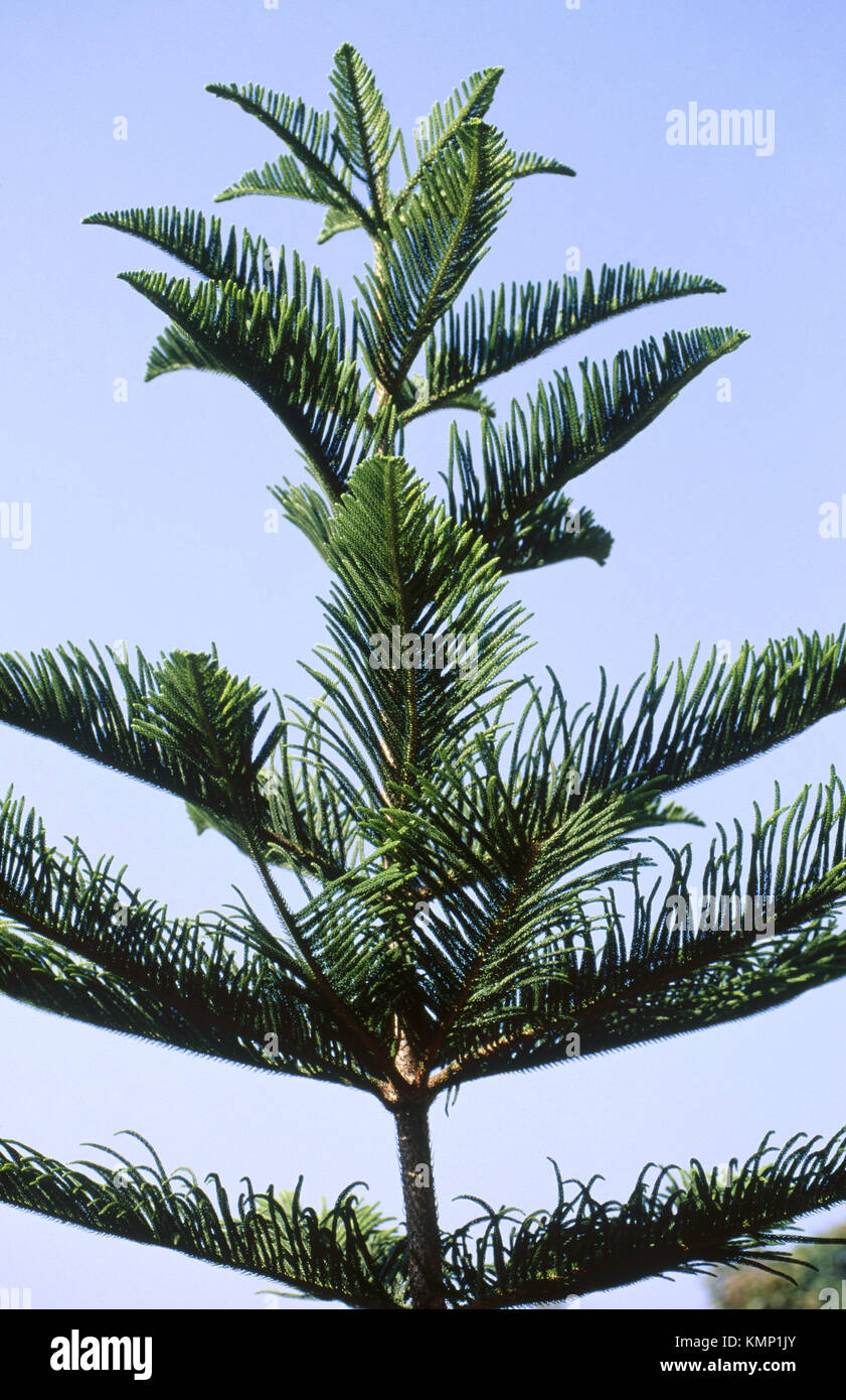 Chiplin hi-res stock photography and images - Alamy