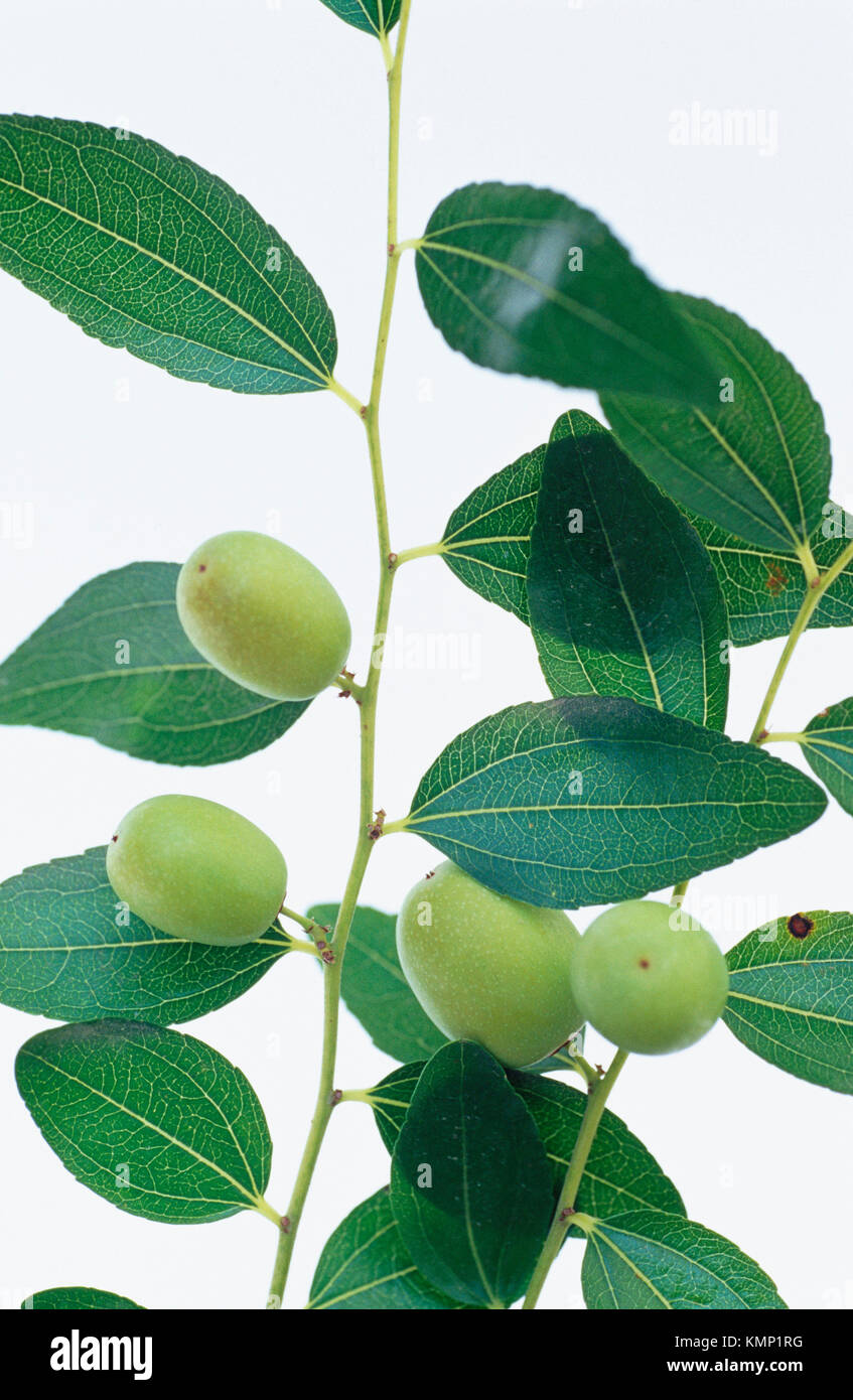 Ziziphus jujuba leaf hi-res stock photography and images - Alamy