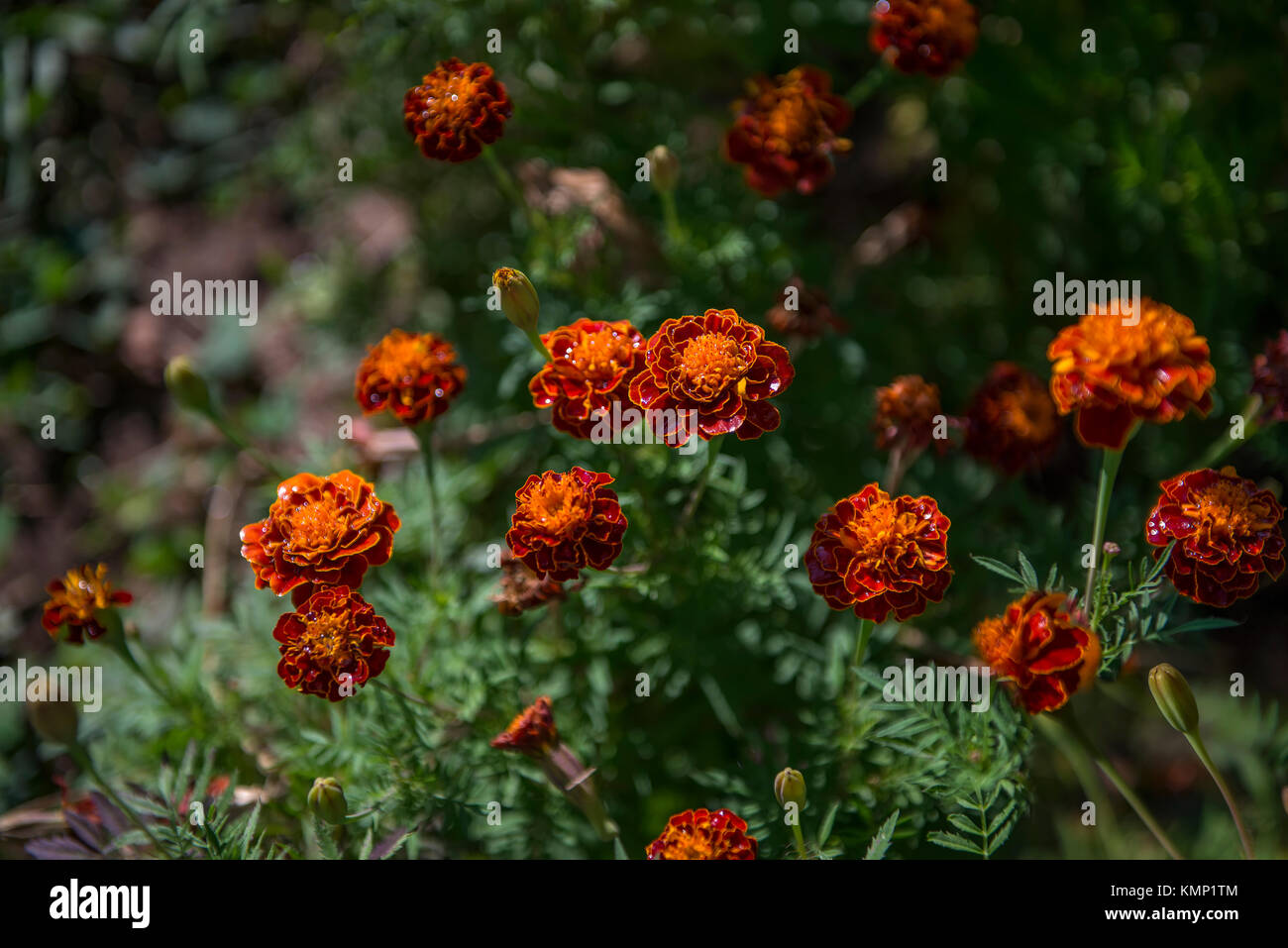 red, orange, garden flowers Stock Photo - Alamy