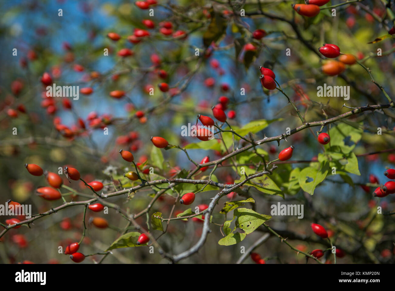 brier branch sunlighted close view Stock Photo - Alamy
