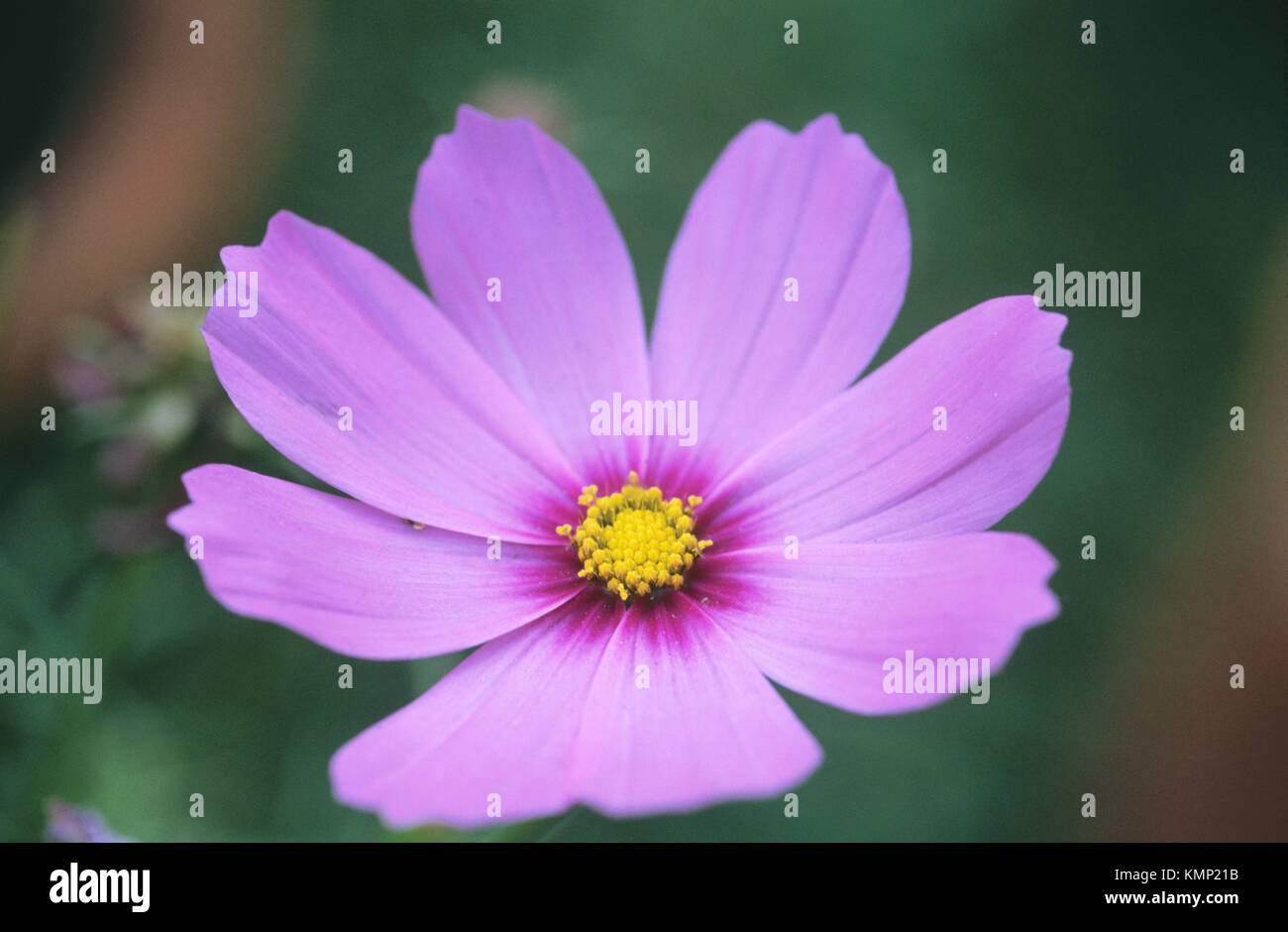 Cosmos cosmos sp hi-res stock photography and images - Alamy