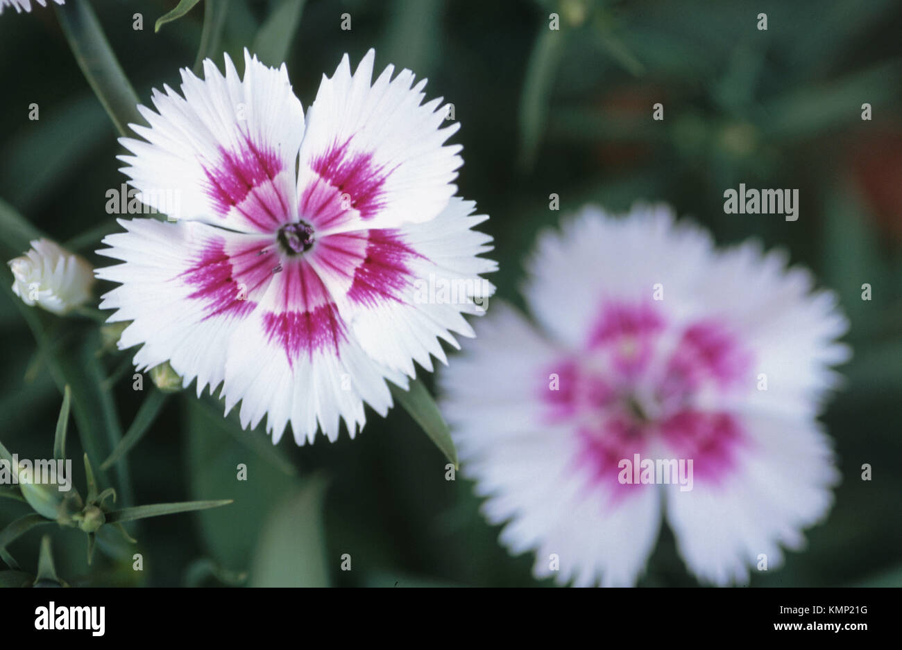 Dianthus baby doll hi-res stock photography and images - Alamy