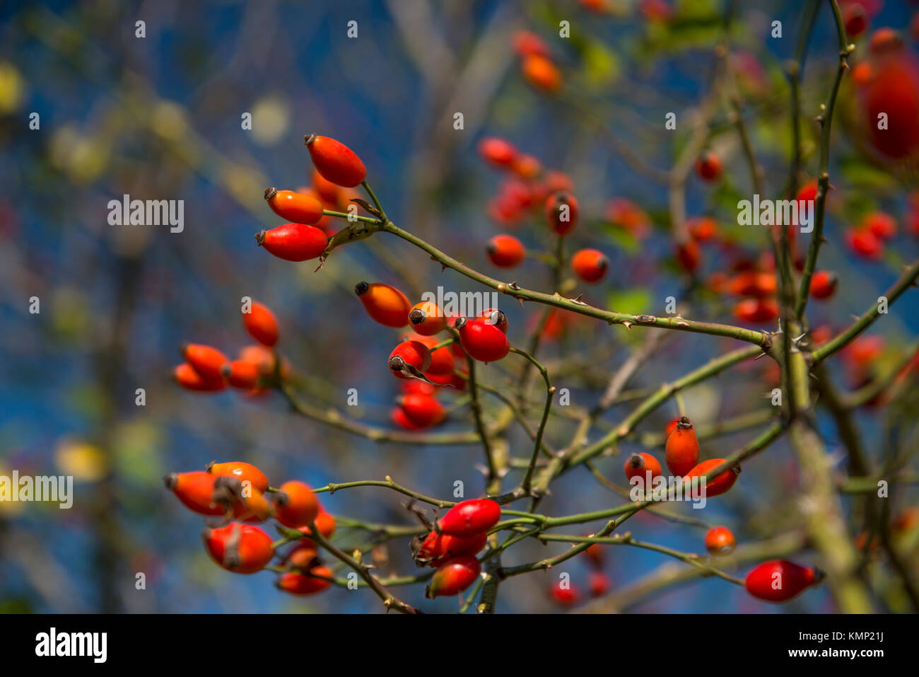 brier branch sunlighted close view, on blue sky Stock Photo - Alamy
