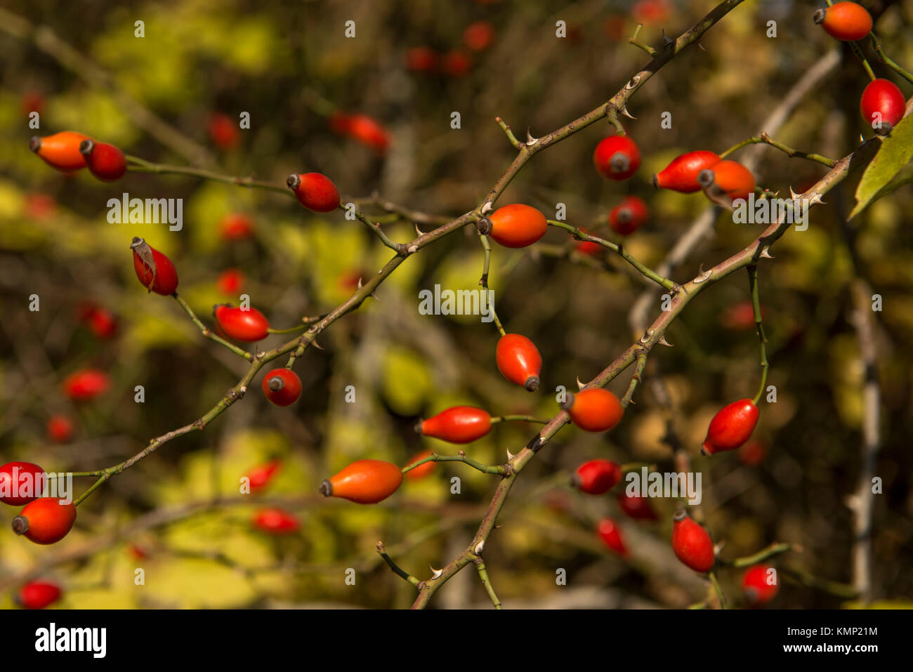rosehip brier bush close up Stock Photo - Alamy