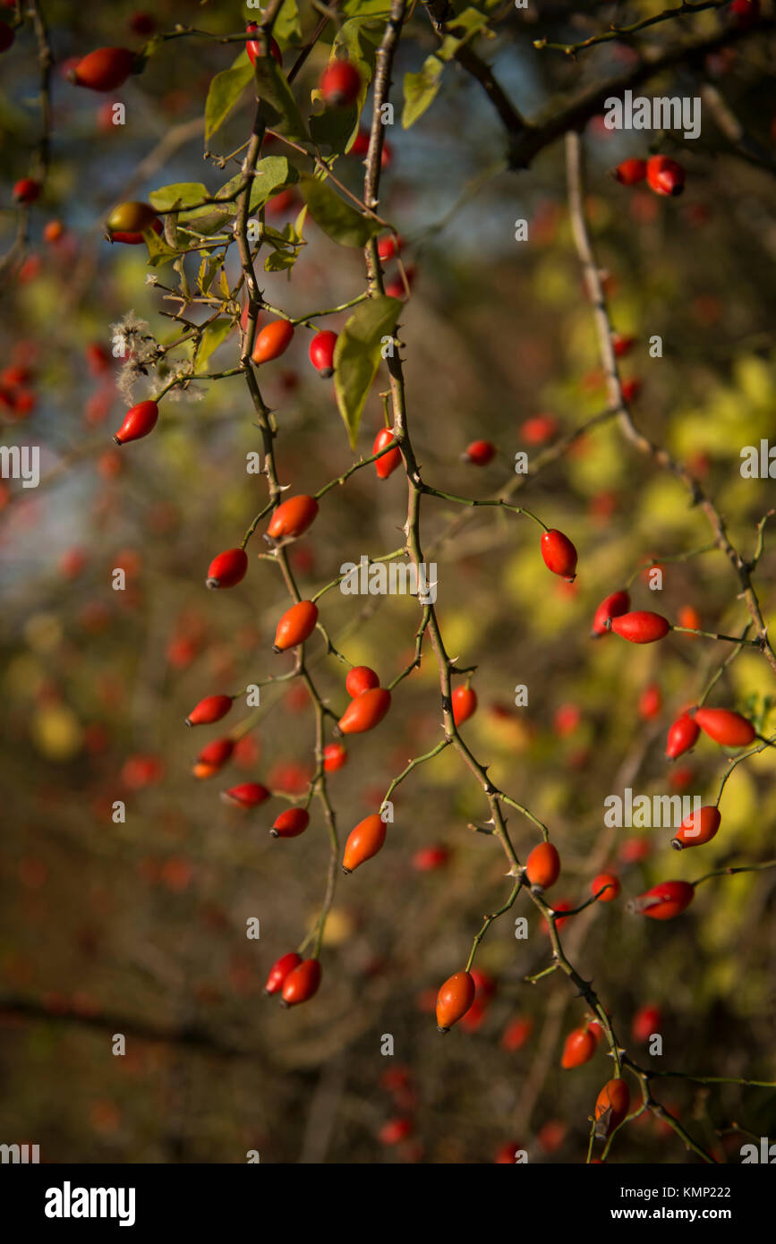 brier bush close up, green background Stock Photo - Alamy