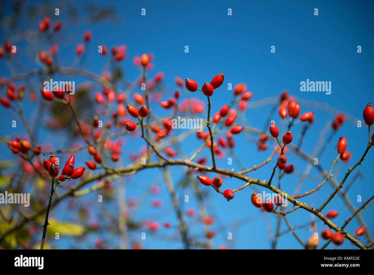 brier branch close up blue sky background Stock Photo - Alamy
