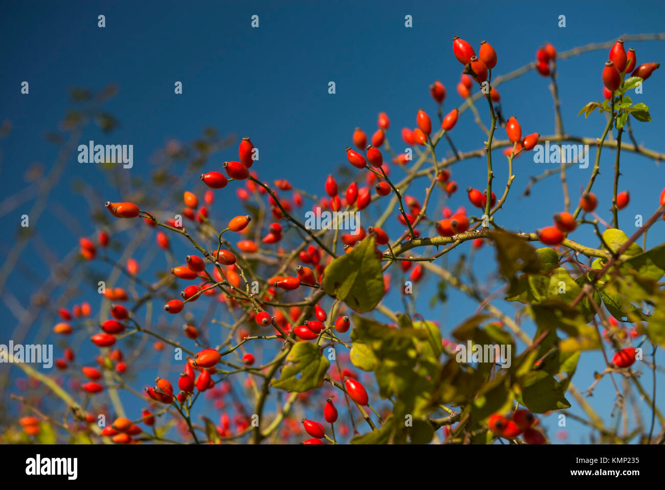 brier branch close up blue sky background Stock Photo - Alamy