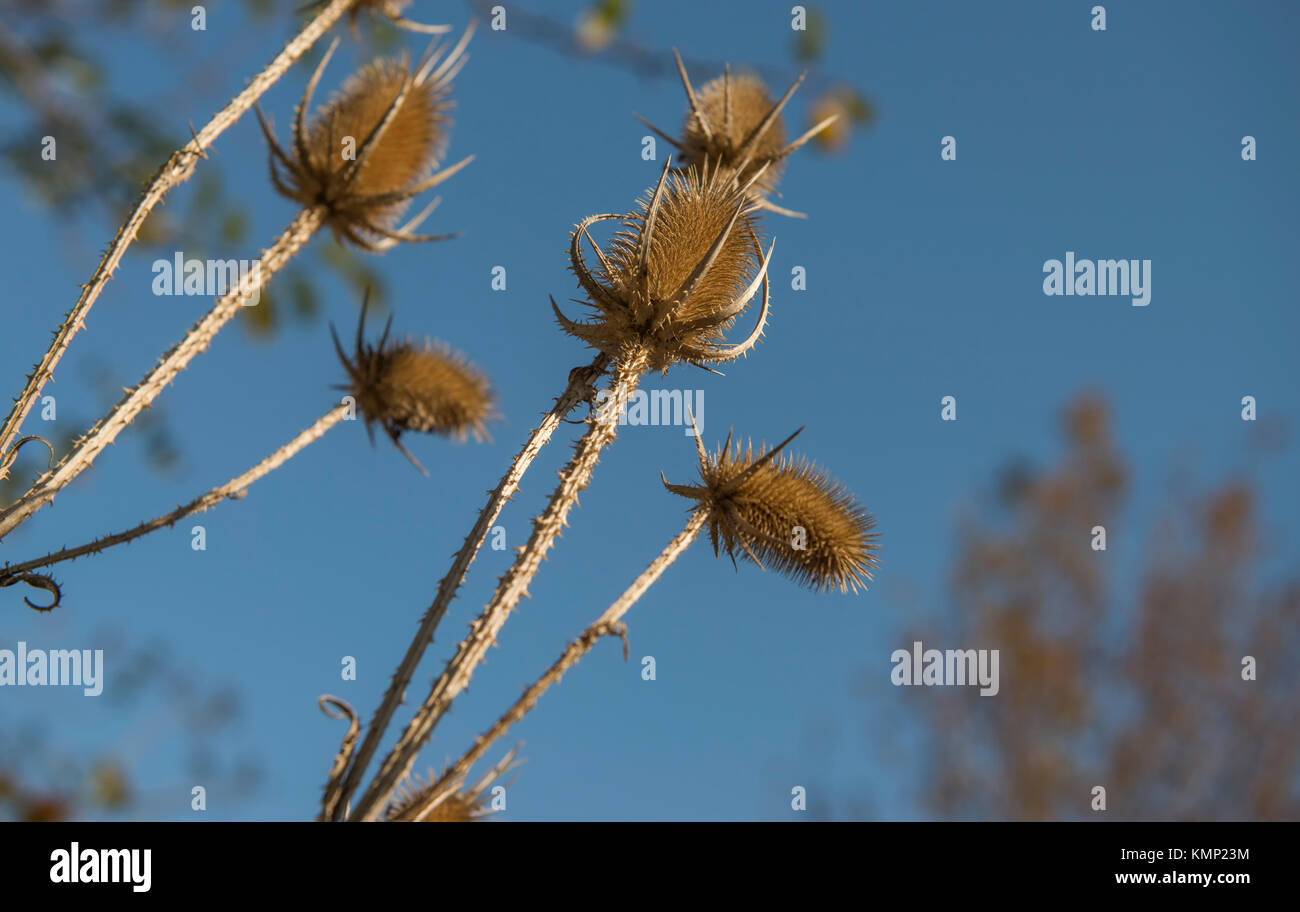 thorn bushes close up on blue sky background Stock Photo - Alamy