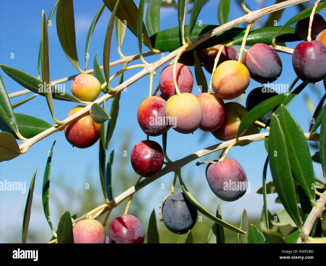 Symbol of plant hi-res stock photography and images - Alamy