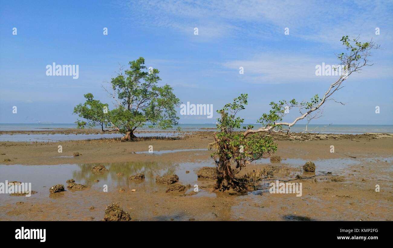 Malacca tree hi-res stock photography and images - Alamy