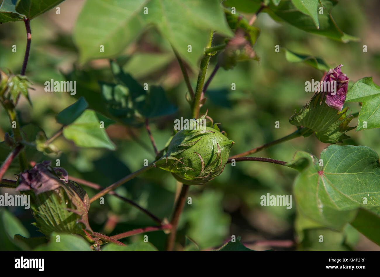 cotton bud before blooming Stock Photo - Alamy