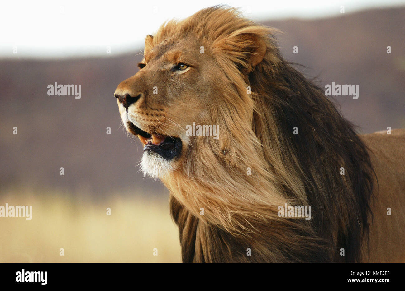 Male lion behaviour hi-res stock photography and images - Alamy