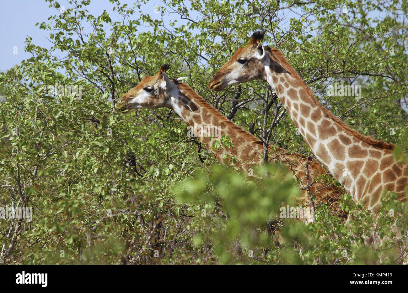 Kruger national park south africa african animal country hi-res stock ...