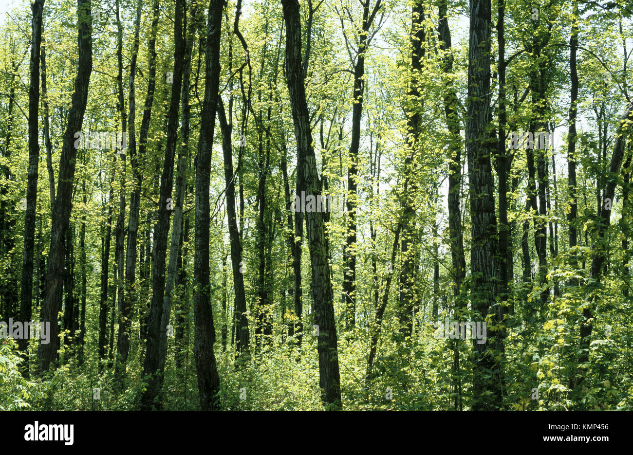 Maple tree forest in spring. Rougemont. Quebec, Canada Stock Photo - Alamy
